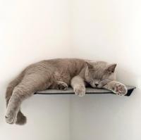China Keep Your Cat Active and Healthy with Yellow Floating Cat Wall Shelves Steel Perches for sale