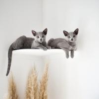 China Steel Wall Cat Climbing Shelf with Copper Perches and Scratching Post Heavy Duty Bracket for sale