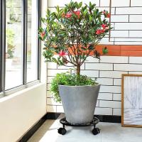 China ISO9001 2008 Certified Metal Plant Caddy with Caster 11.8 Inches Plant Stand on Wheels for sale