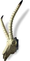 China Heavy Duty European Skull Wall Mount Metal Bracket Hangers 1.5mm Thickness for sale