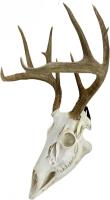 China European Deer Mount Display Hanger Animal Skull Wall Hooks with Plastic Type Hook for sale
