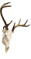 China Single Tier Installation Kits Display Hooks European Skull Wall Mount Bracket Hangers 1.5mm Thickness for sale