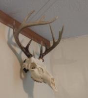 China Convenient Hooks Rails Wall Mount for Trophy Antlers and Taxidermy Hardware Included for sale