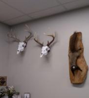 China Convenient Hooks Rails Wall Mount for Trophy Antlers and Taxidermy Hardware Included for sale