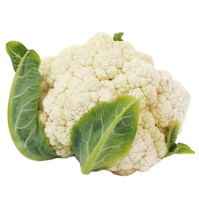 China Hot Selling Fresh Vegetable High Quality White Cauliflower With Competitive Price for sale