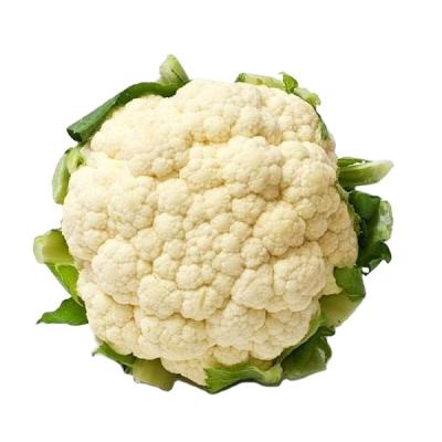 China New Fresh Crop Fresh White Cauliflower Specification, Hot Selling White Cauliflower For Export for sale