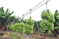 China Steel Farm Banana Cableway Roller Trolley With Bearings for sale