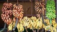 China 250KG Agricultural  Banana Cableway Rollers Trolley  For Fast Transport Hardware Banana Garruchas for sale