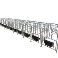 China New Design Pigs Gestation Crate for Sows Gestation Stalls Animal Cages for sale