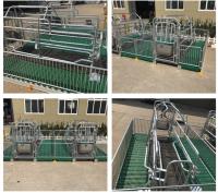 China New Design Pigs Gestation Crate for Sows Gestation Stalls Animal Cages for sale