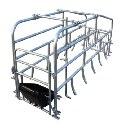 China New Design Pigs Gestation Crate for Sows Gestation Stalls Animal Cages for sale