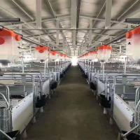 China New Design Pigs Gestation Crate for Sows Gestation Stalls Animal Cages for sale