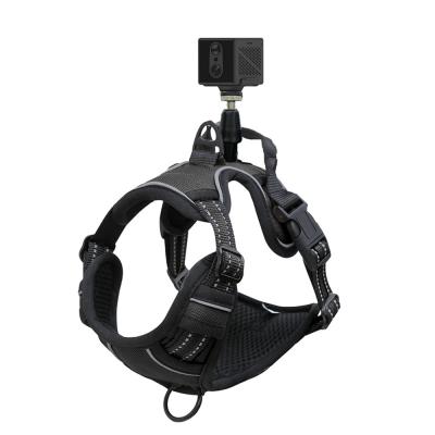 China No Monthly Fee GPS Tracker Long Battery Life Global Coverage Replacement Collar for sale
