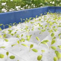 China OEM Hydroponic Seedling Sponge Eco Friendly High Absorption Hydroponic Grow Sponges for sale