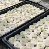 China White Round Hydroponic Grow Sponge Seed Starter Plug For Indoor Gardening Planting for sale