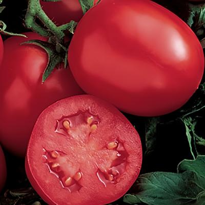 China Sala Oblong Determinate Hybrid Tomato Seeds Bacterial Resistance  T12 for sale