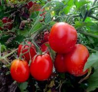 China Sala Oblong Determinate Hybrid Tomato Seeds Bacterial Resistance  T12 for sale
