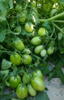 China Sala Oblong Determinate Hybrid Tomato Seeds Bacterial Resistance  T12 for sale