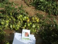 China Sala Oblong Determinate Hybrid Tomato Seeds Bacterial Resistance  T12 for sale