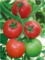 China JP No.8 Stronger TYLCV Resistant Hybrid Tomato Seeds For High Yield T10 for sale