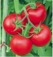 China JP No.11 F1 Hybrid Tomato Seeds For Planting In Greenhouse ToMV Resistance T11 for sale