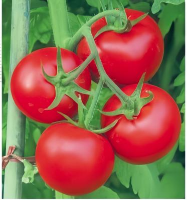 China JP No.11 F1 Hybrid Tomato Seeds For Planting In Greenhouse ToMV Resistance T11 for sale