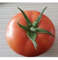 China Jida Stronger TYLCV Resistant Indeterminate F1 Tomato Seeds Bright Red Fruit Skin T09 for sale