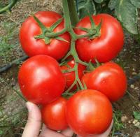 China Tina Hybrid Vegetable Seeds High Yield Commercial Tomato Seeds T08 for sale