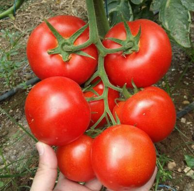 China Tina Hybrid Vegetable Seeds High Yield Commercial Tomato Seeds T08 for sale