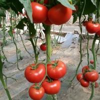 China Tina Hybrid Vegetable Seeds High Yield Commercial Tomato Seeds T08 for sale