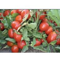 China Mary High Yield Oblong Determinate Tomato Seeds Tomato Planting Seeds T01 for sale