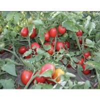 China Jacka Oval Shape Determinate Tomato Seeds Vegetable Seeds For Commercial Farming T02 for sale
