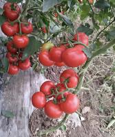 China No.5002 Disease Resistant F1 Hybrid Tomato Seeds Spring And Autumn Sowing T602 for sale