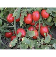 China Amma Excellent Hardness Oblong Determinate Tomato Seeds Bright Red Color T03 for sale