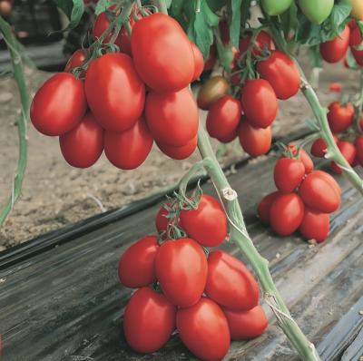 China Hongfeng Determinate Oval Shape F1 Hybrid Tomato Seeds Processing Tomato Seeds T04 for sale