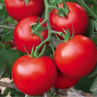 China Jinxia Early Maturity Red F1 Hybrid Tomato Seeds Determinate Grow Type From China T05 for sale