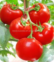 China Jinxia Early Maturity Red F1 Hybrid Tomato Seeds Determinate Grow Type From China T05 for sale