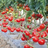 China Jinxia Early Maturity Red F1 Hybrid Tomato Seeds Determinate Grow Type From China T05 for sale