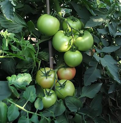 China Kaiser Early Maturity F1 Determinate Hybrid Tomato Seeds Round Shape T06 for sale