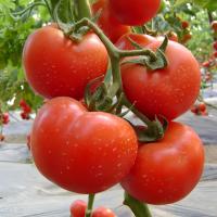China Kaiser Early Maturity F1 Determinate Hybrid Tomato Seeds Round Shape T06 for sale