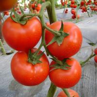 China Kaiser Early Maturity F1 Determinate Hybrid Tomato Seeds Round Shape T06 for sale
