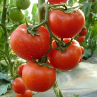 China Kaiser Early Maturity F1 Determinate Hybrid Tomato Seeds Round Shape T06 for sale