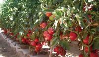 China Kaiser Early Maturity F1 Determinate Hybrid Tomato Seeds Round Shape T06 for sale