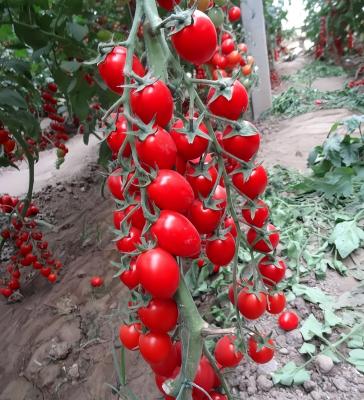 China Ganpao F1 Hybrid Red Cherry Tomato Seeds In Vegetable Seeds T13 for sale