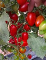 China Ganpao F1 Hybrid Red Cherry Tomato Seeds In Vegetable Seeds T13 for sale