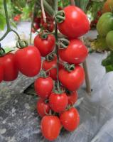 China Ganpao F1 Hybrid Red Cherry Tomato Seeds In Vegetable Seeds T13 for sale