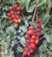 China Ganpao F1 Hybrid Red Cherry Tomato Seeds In Vegetable Seeds T13 for sale