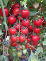 China Ganpao F1 Hybrid Red Cherry Tomato Seeds In Vegetable Seeds T13 for sale