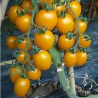 China Jinzuan F1 Hybrid Yellow Indeterminate Cherry Tomato Seeds High Yield Greenhouse Seeds T14 for sale