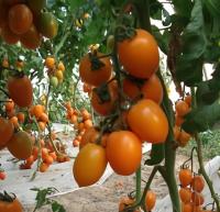 China Jinzuan F1 Hybrid Yellow Indeterminate Cherry Tomato Seeds High Yield Greenhouse Seeds T14 for sale